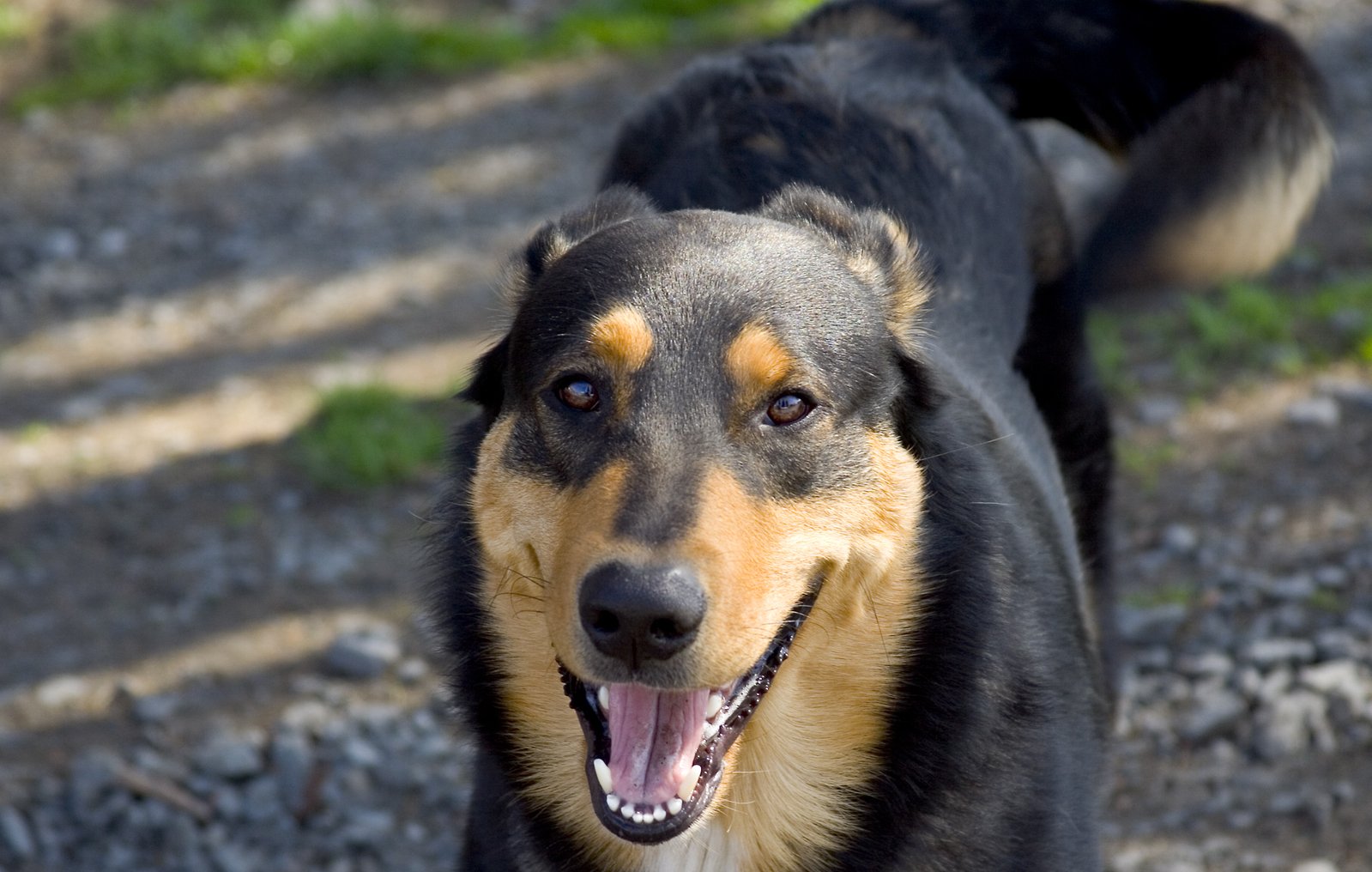 Give your best friend something to smile about! – The Bark Shoppe